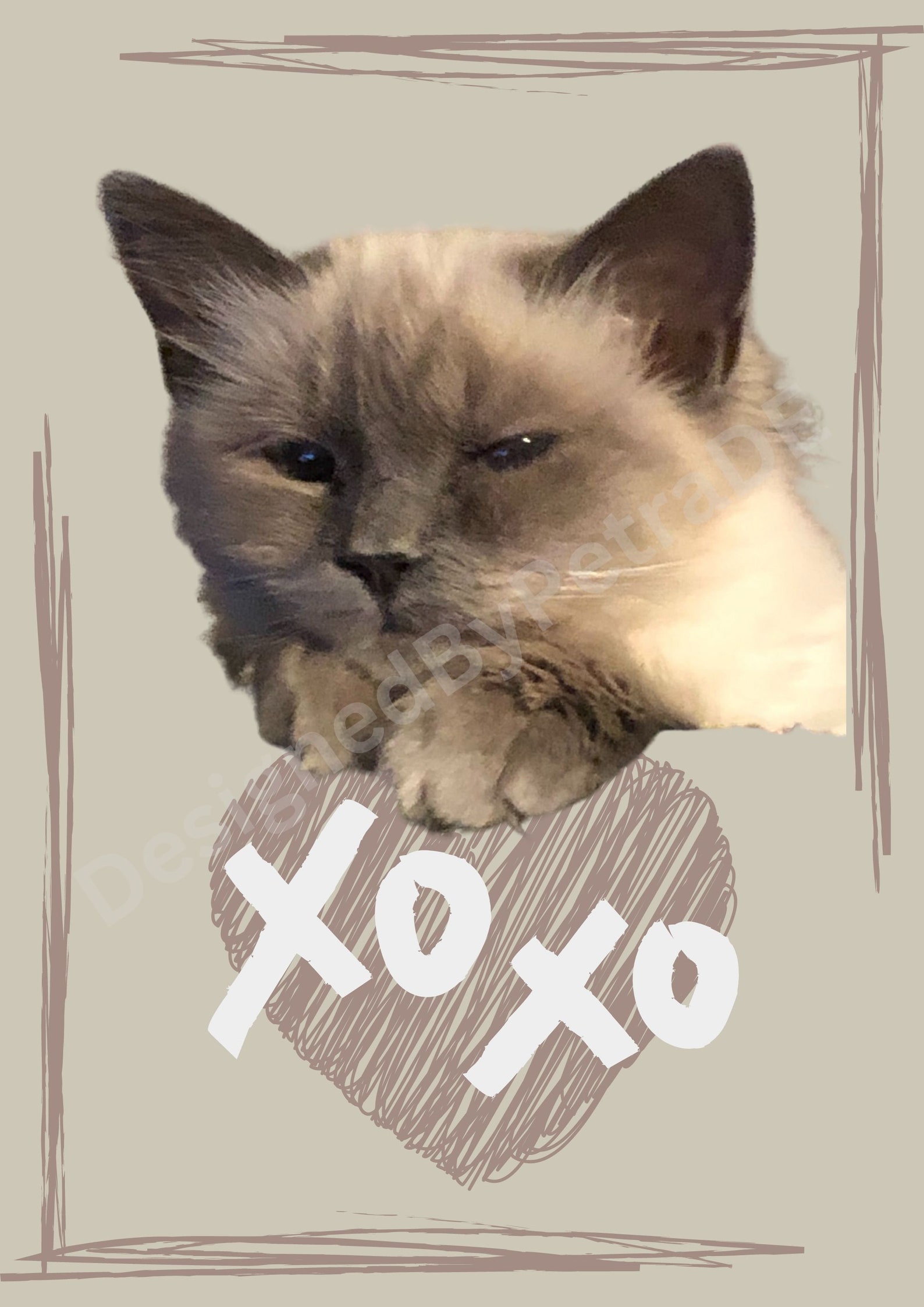 7 Different Cats Pictures in a Set, St Birman Cat Family, Kittens ...