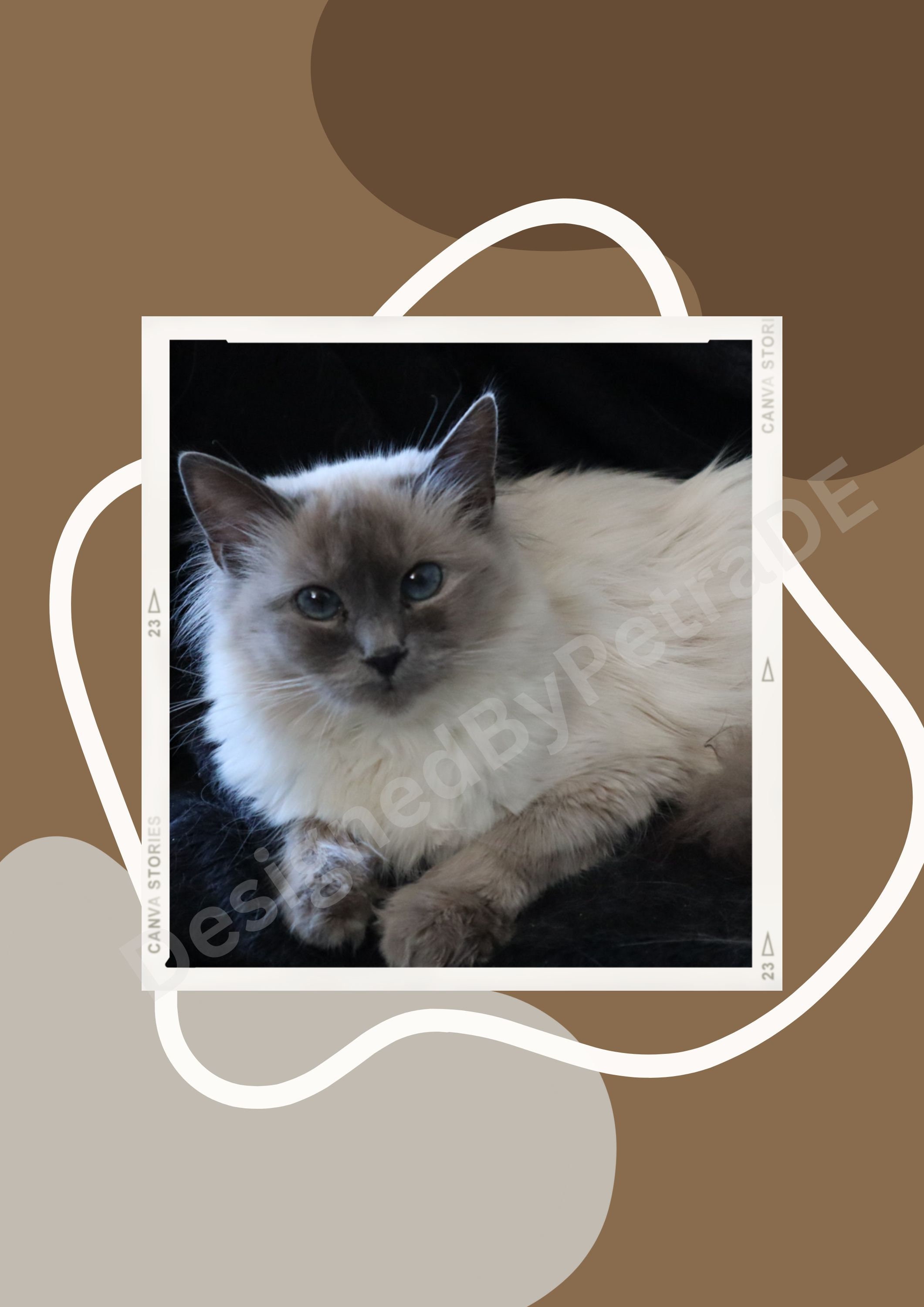 7 Different Cats Pictures in a Set, St Birman Cat Family, Kittens ...