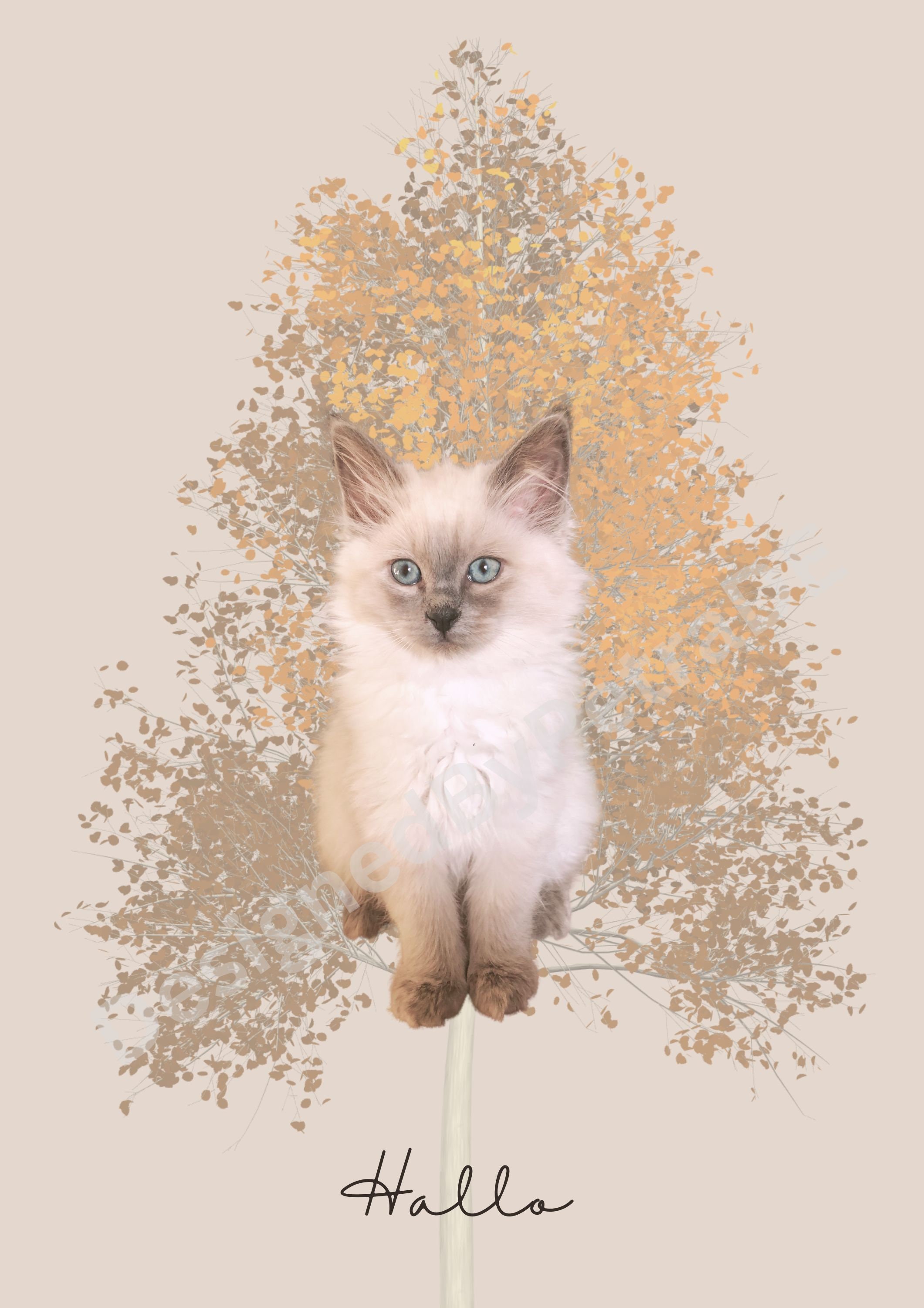 7 Different Cats Pictures in a Set, St Birman Cat Family, Kittens ...