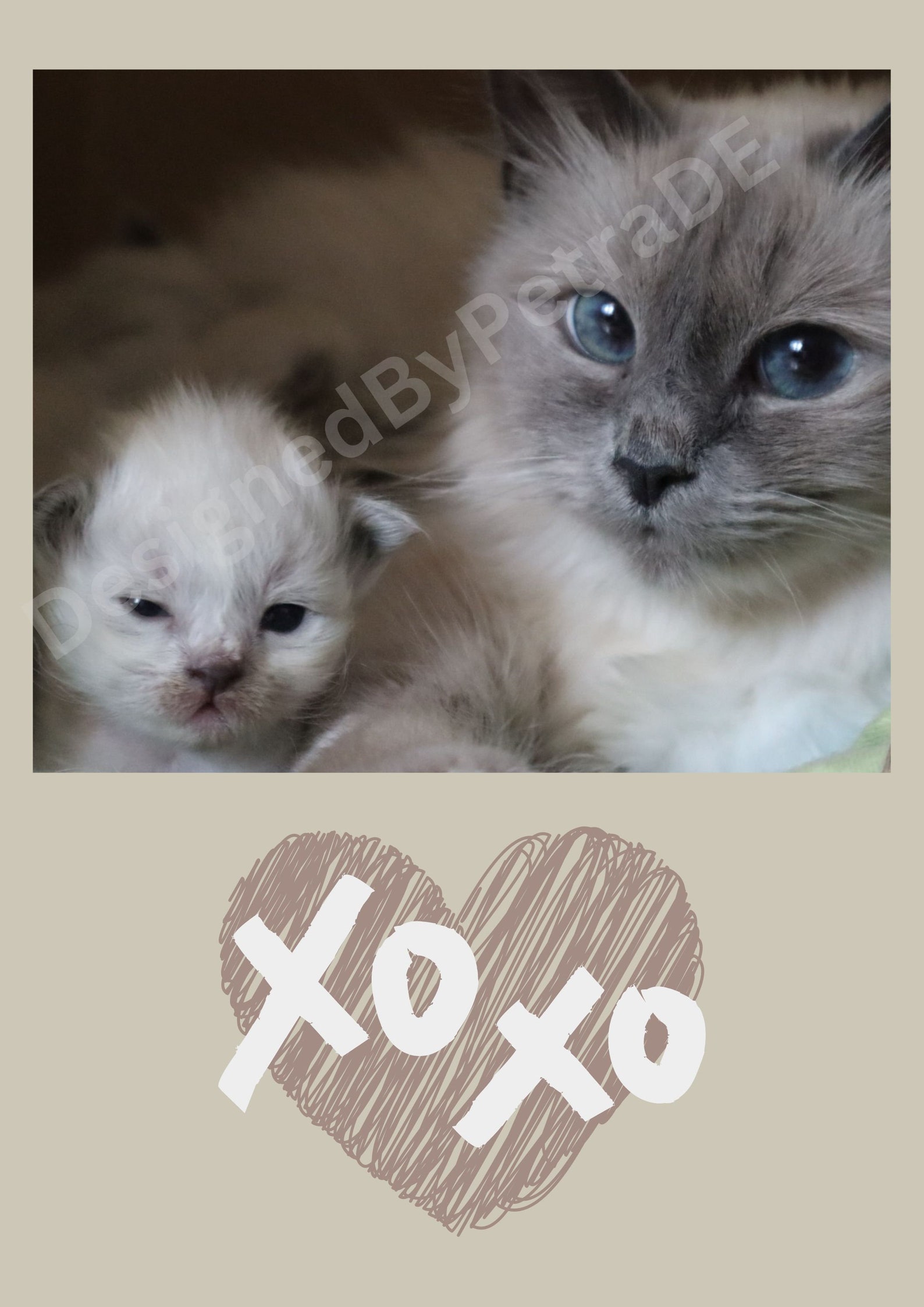7 Different Cats Pictures in a Set, St Birman Cat Family, Kittens ...