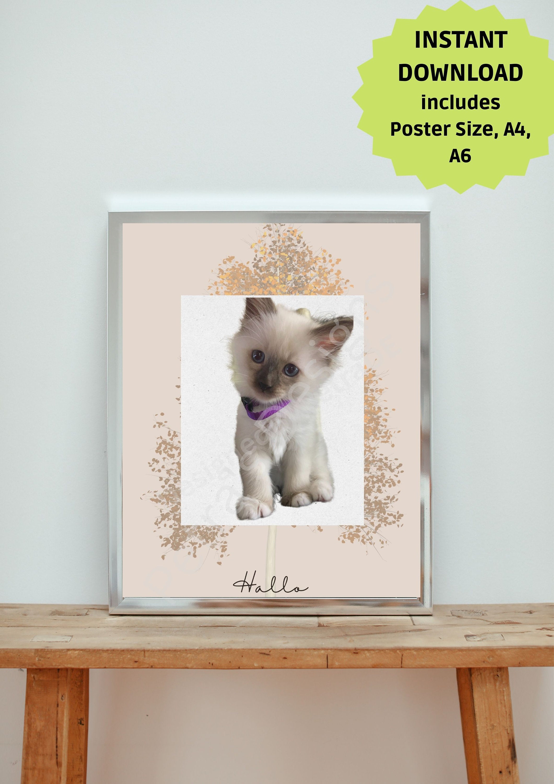 7 Different Cats Pictures in a Set, St Birman Cat Family, Kittens ...