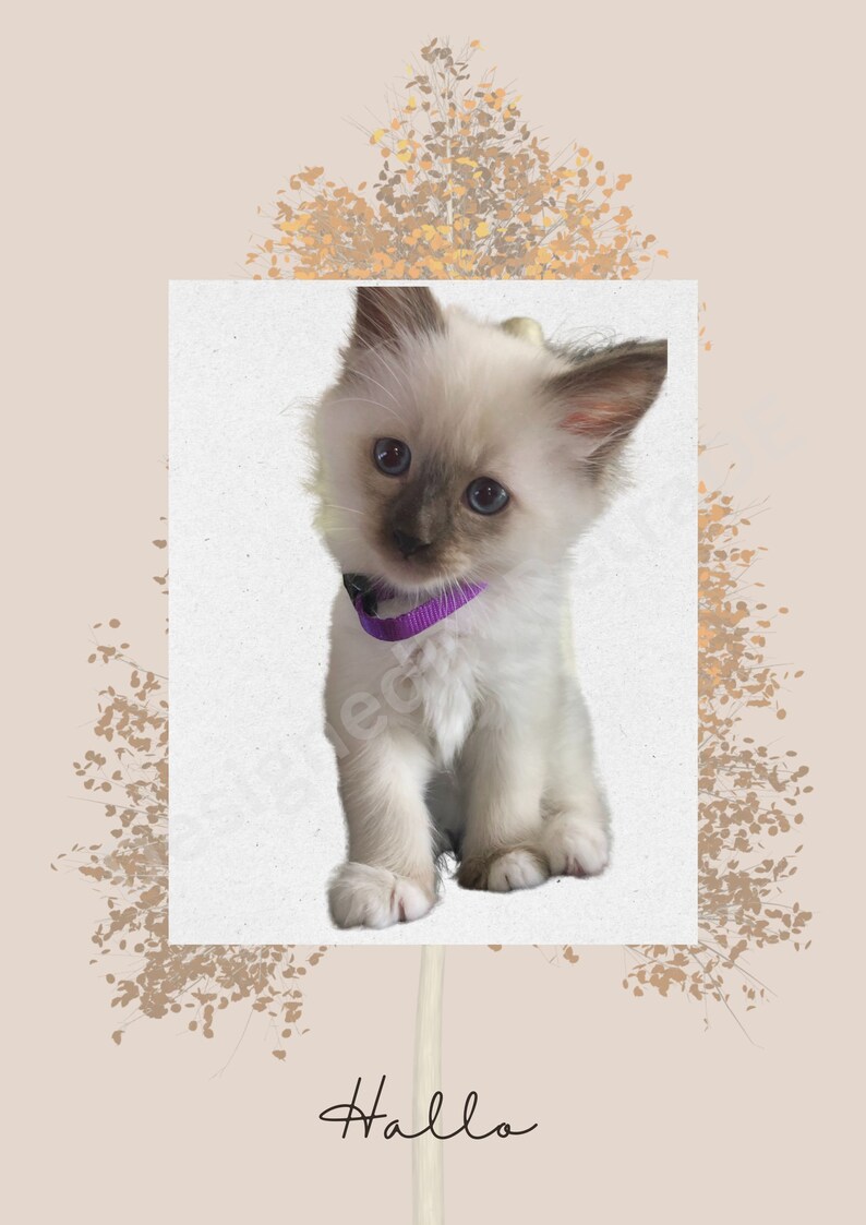 7 Different Cats Pictures in a Set, St Birman Cat Family, Kittens ...