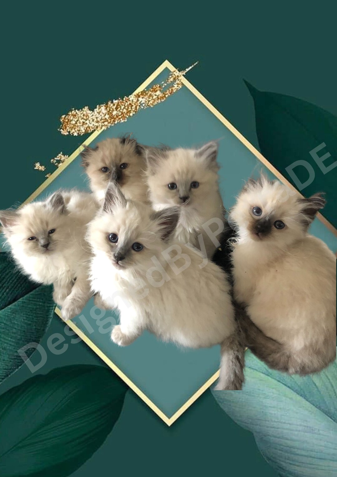 6 Different Cats Pictures in Set, St Birman Cat Family, Kittens ...