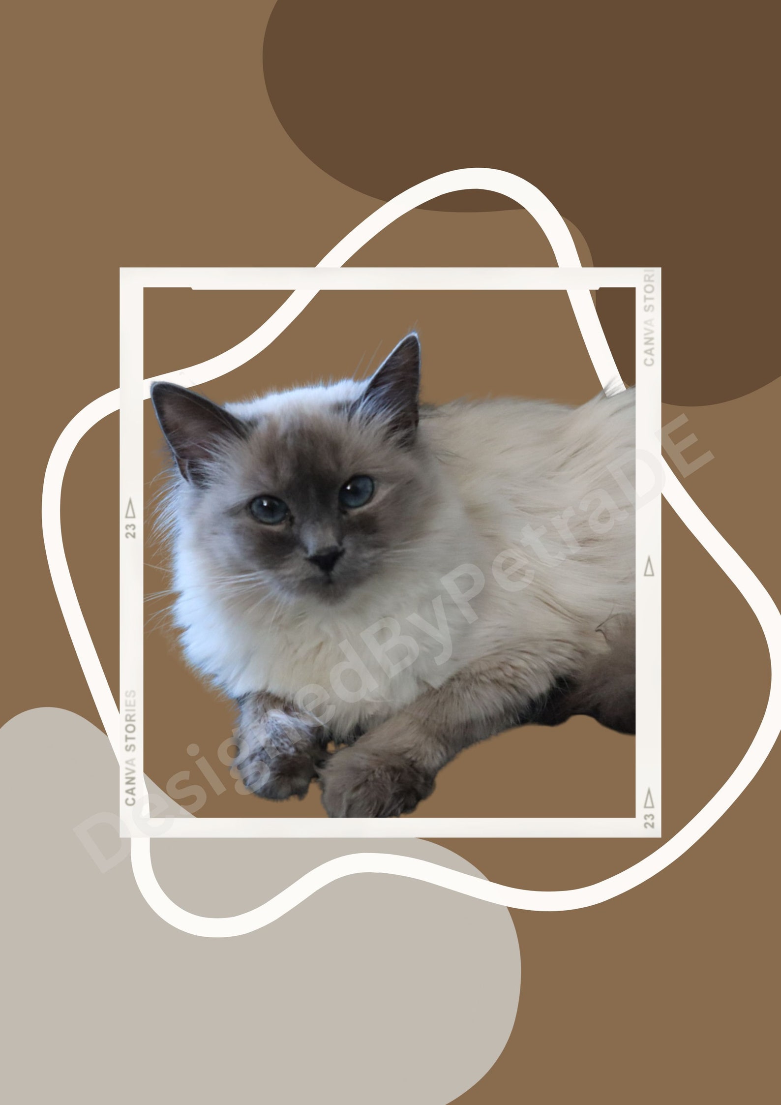 7 Different Cats Pictures in a Set, St Birman Cat Family, Kittens ...