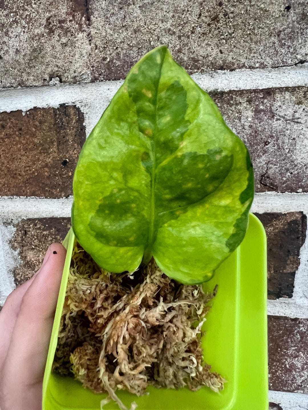 RARE Lizard Queen Pothos - Etsy