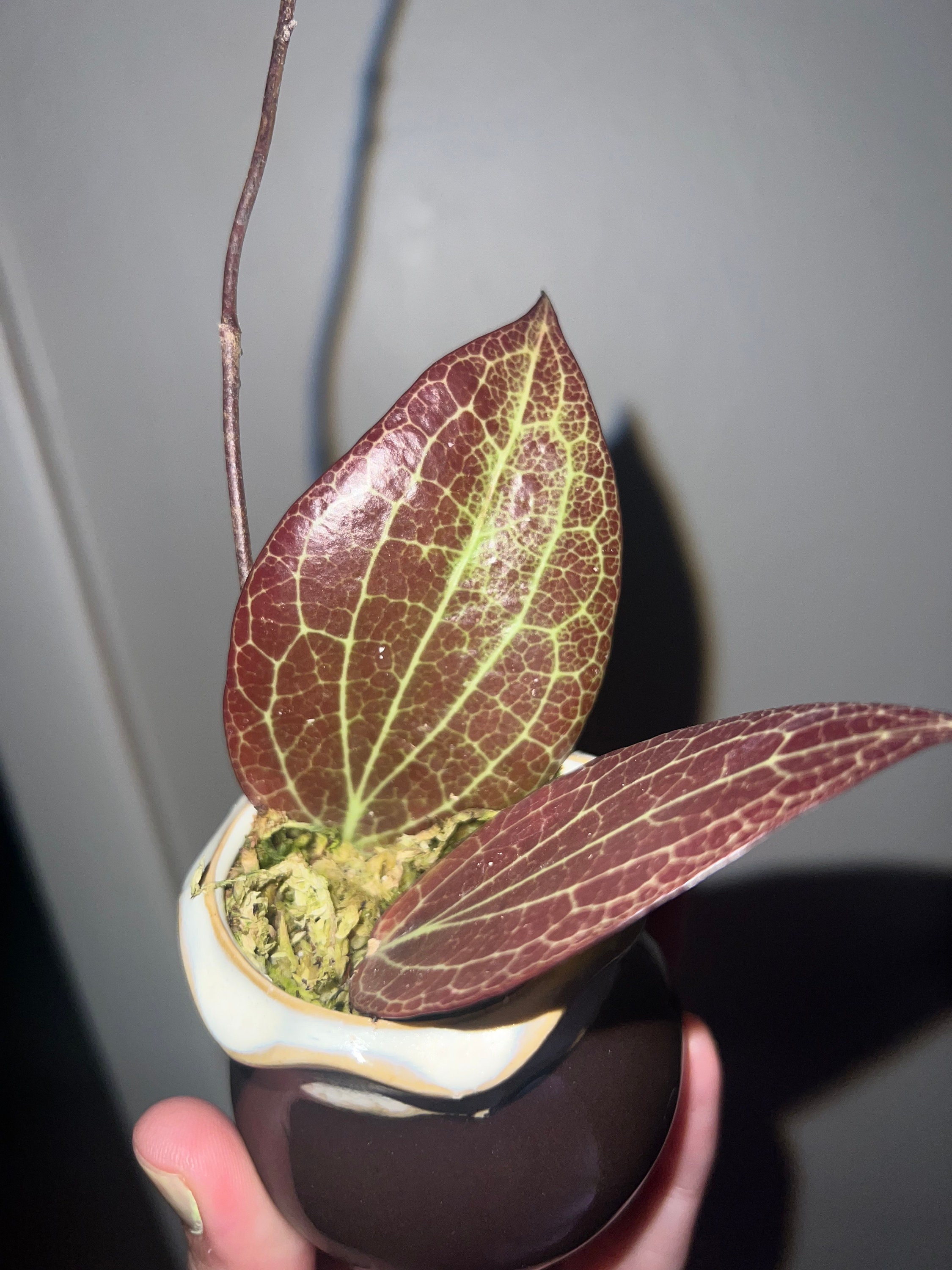 RARE Hoya Nicholsoniae - Etsy