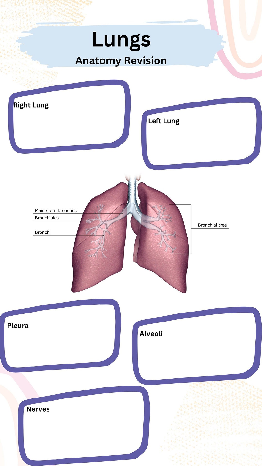Lung Anatomy Revision Anatomy Revision Notes Quick Anatomy - Etsy