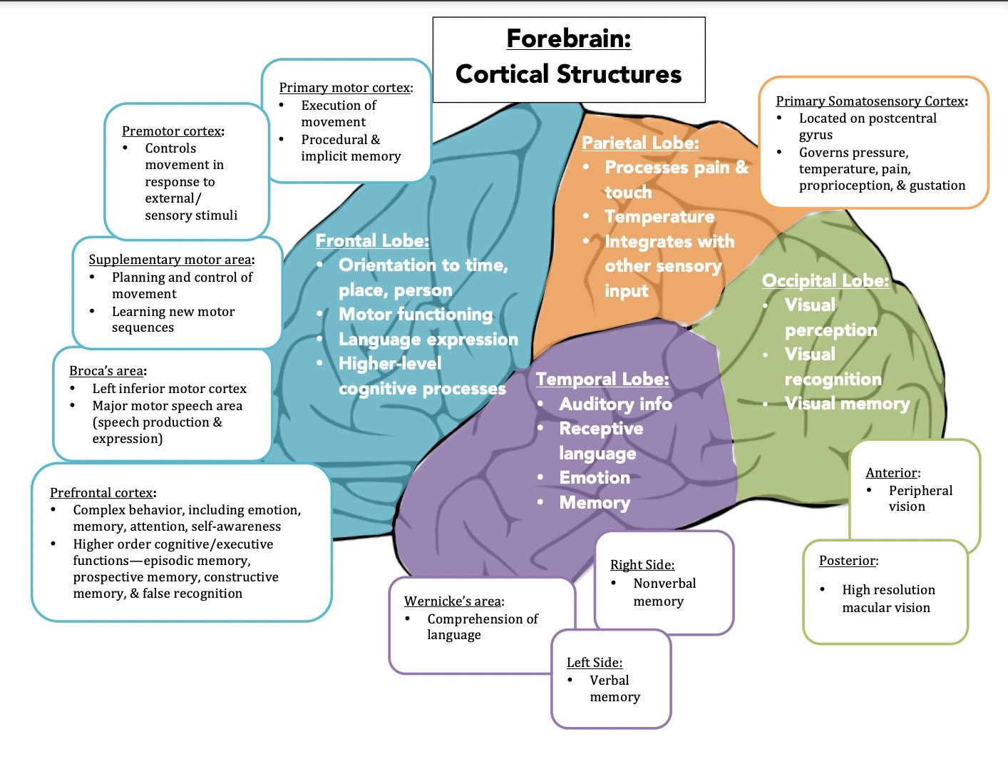 Psychology Brain Map
