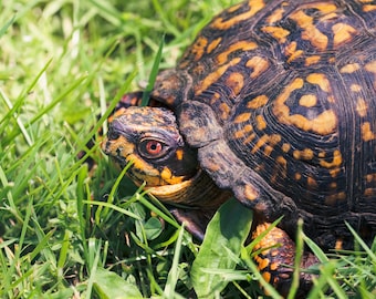 Box Turtle - Etsy