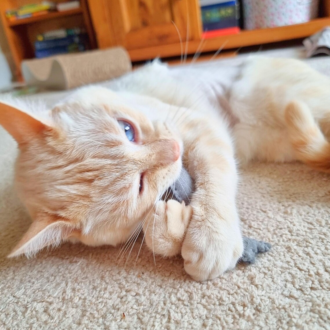 Felt Catnip Fish Toy Sewing Pattern: Easy DIY Cat Toys (PDF) - Etsy