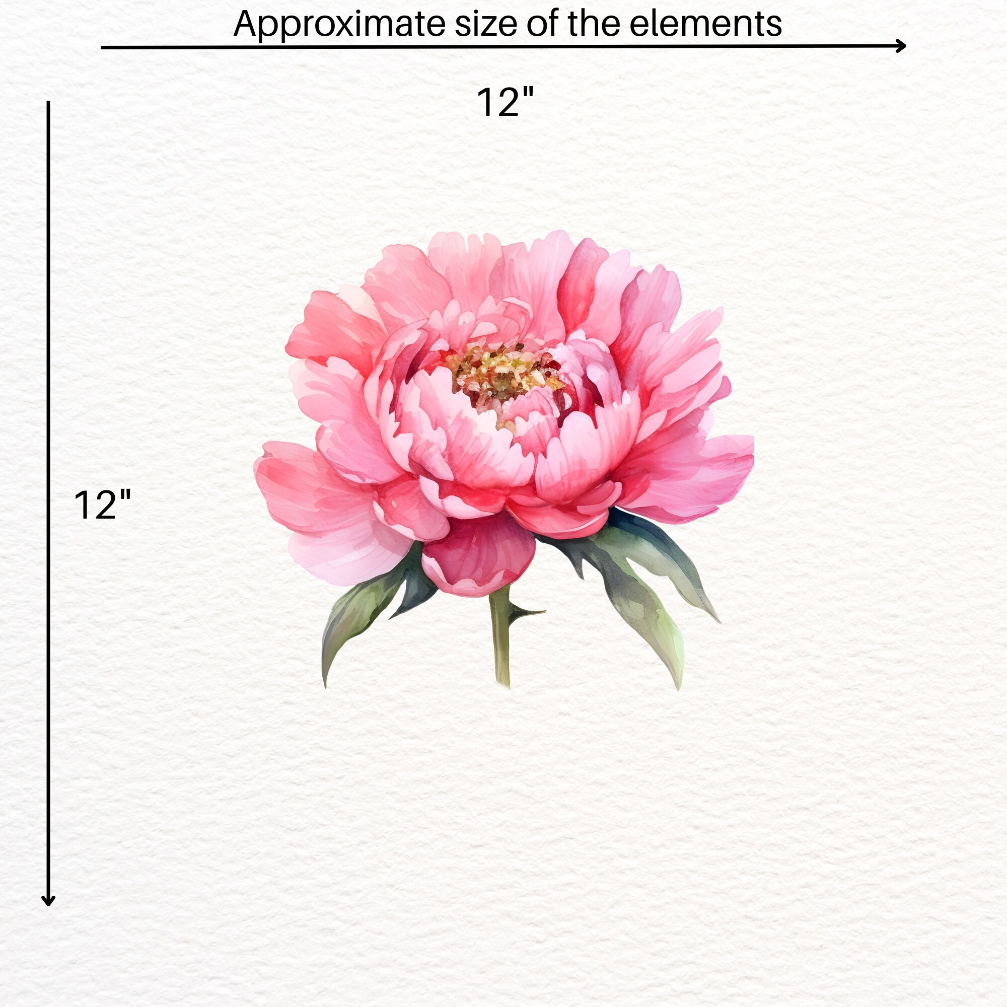 Watercolor Pink Peony Clipart Botanical Peony Flowers Clipart ...