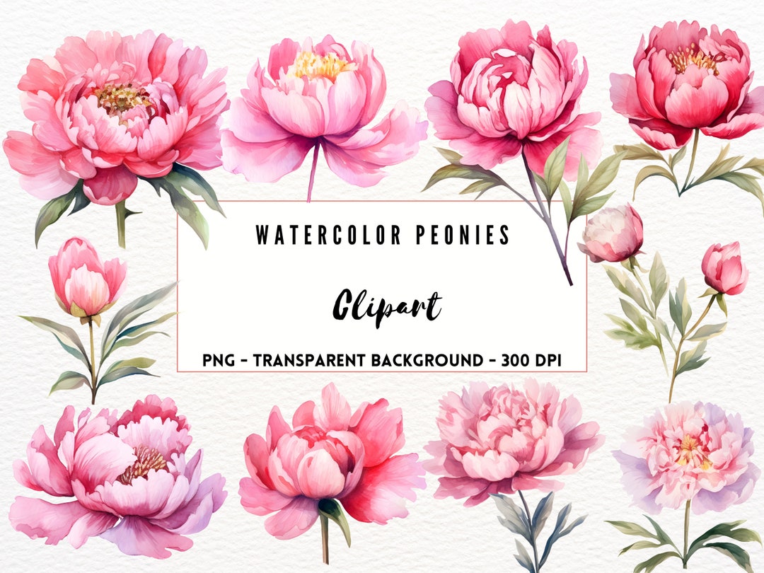 Watercolor Pink Peony Clipart Botanical Peony Flowers Clipart ...