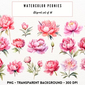 Watercolor Pink Peony Clipart Botanical Peony Flowers Clipart ...