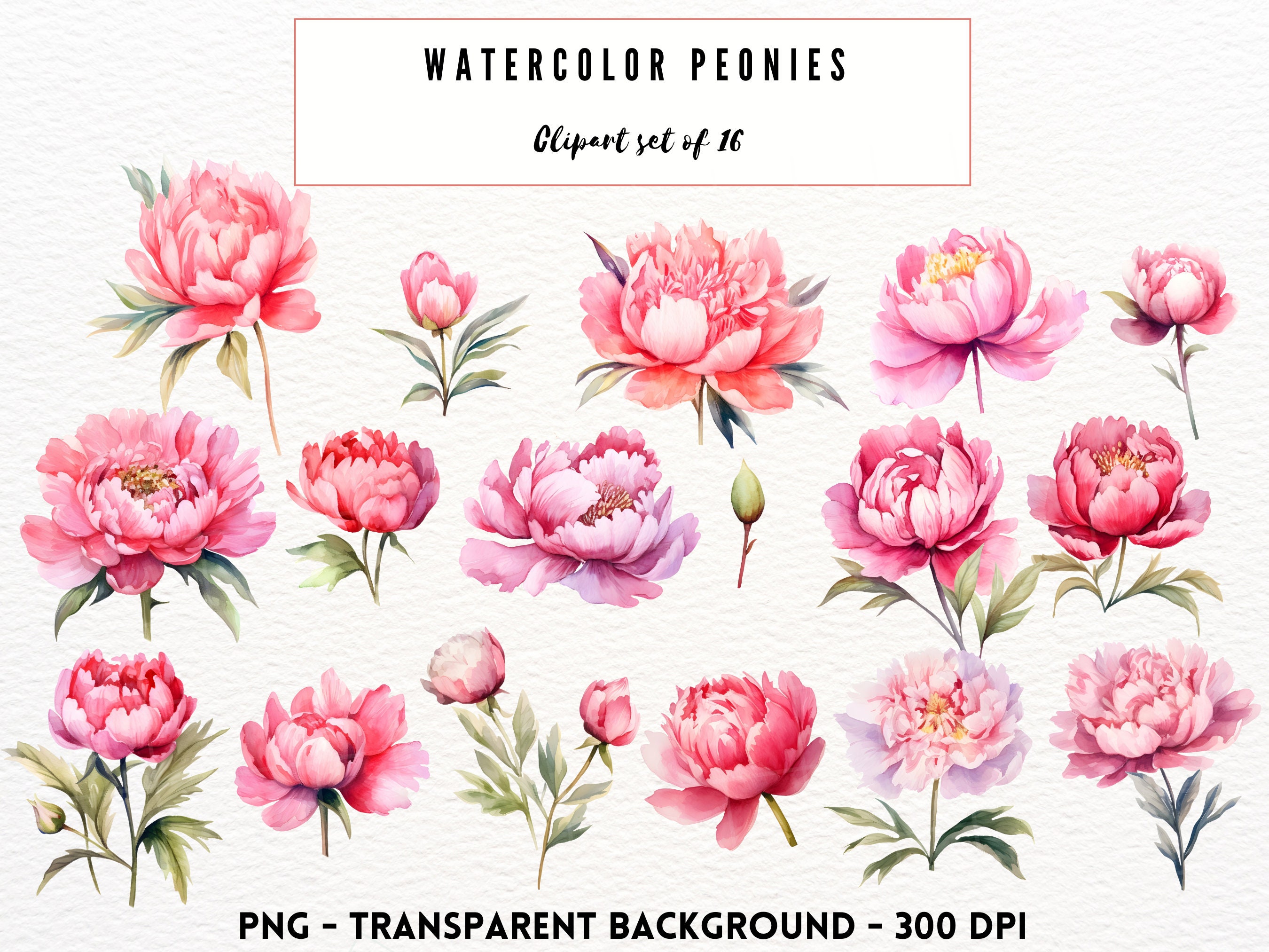 Watercolor Pink Peony Clipart Botanical Peony Flowers Clipart ...