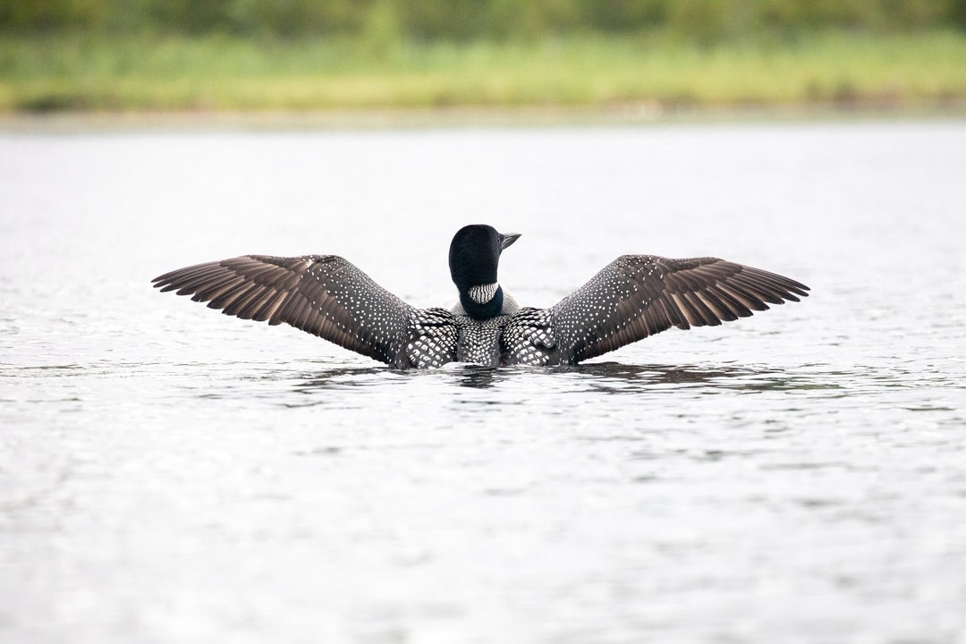 Common Loon Wings, Photography Print, Wildlife Photography, Nature Wall ...