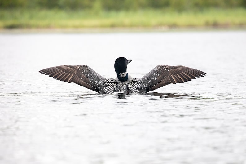 Common Loon Wings, Photography Print, Wildlife Photography, Nature Wall ...
