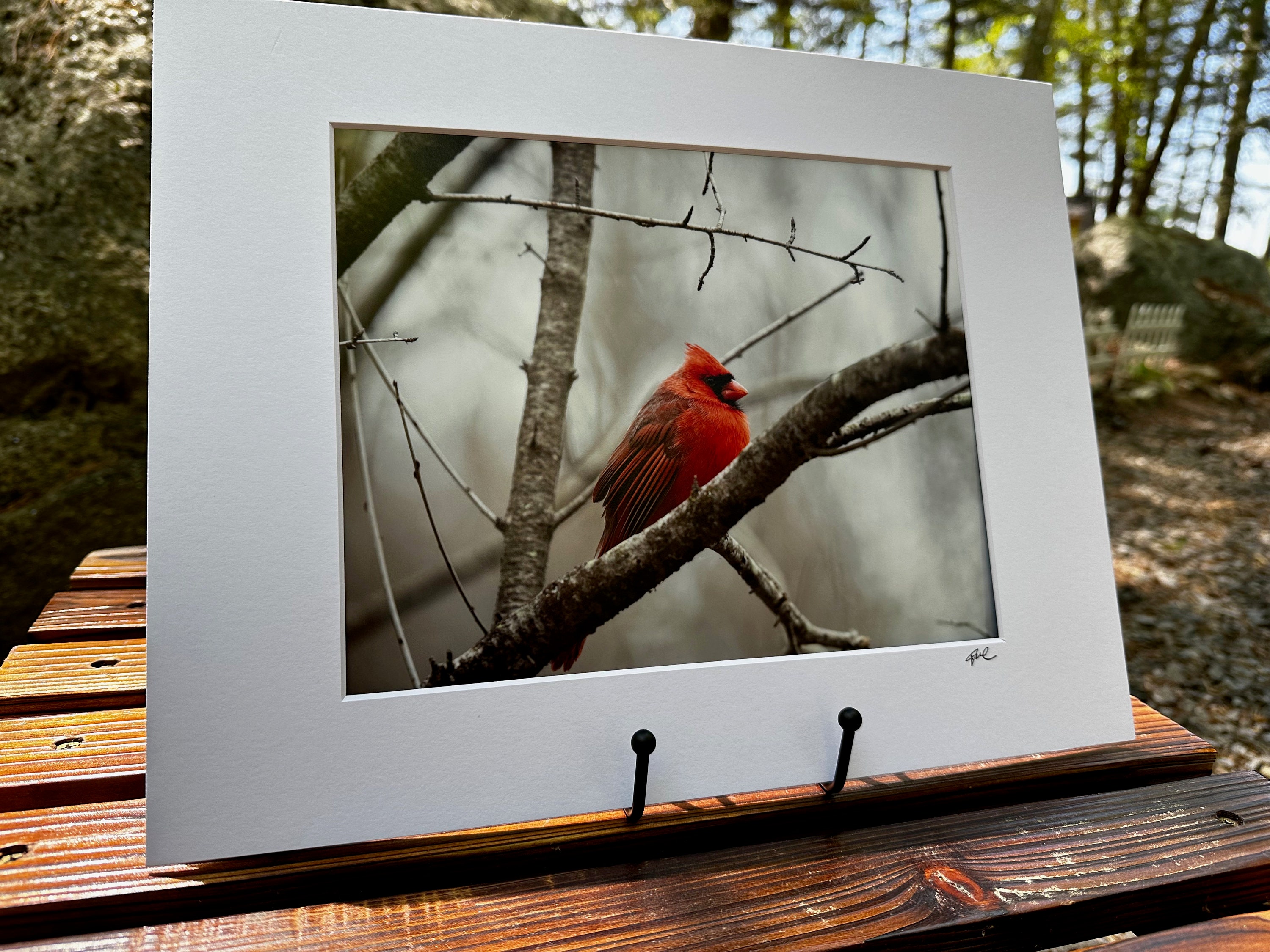 Northern Cardinal Photography Print, Red Cardinal Art, 8x10 Print ...