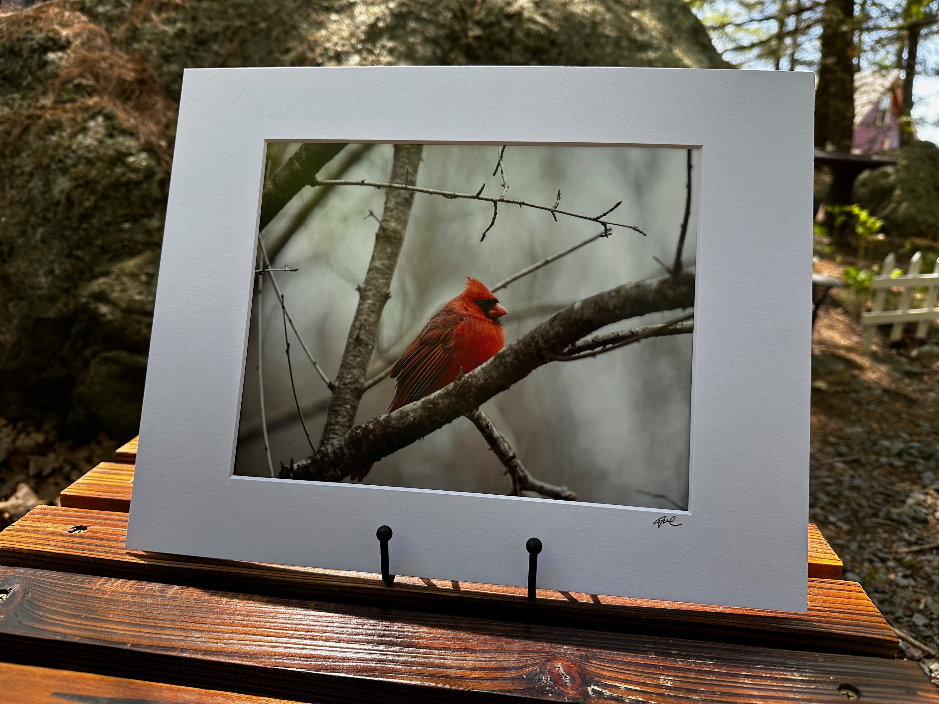 Northern Cardinal Photography Print, Red Cardinal Art, 8x10 Print ...