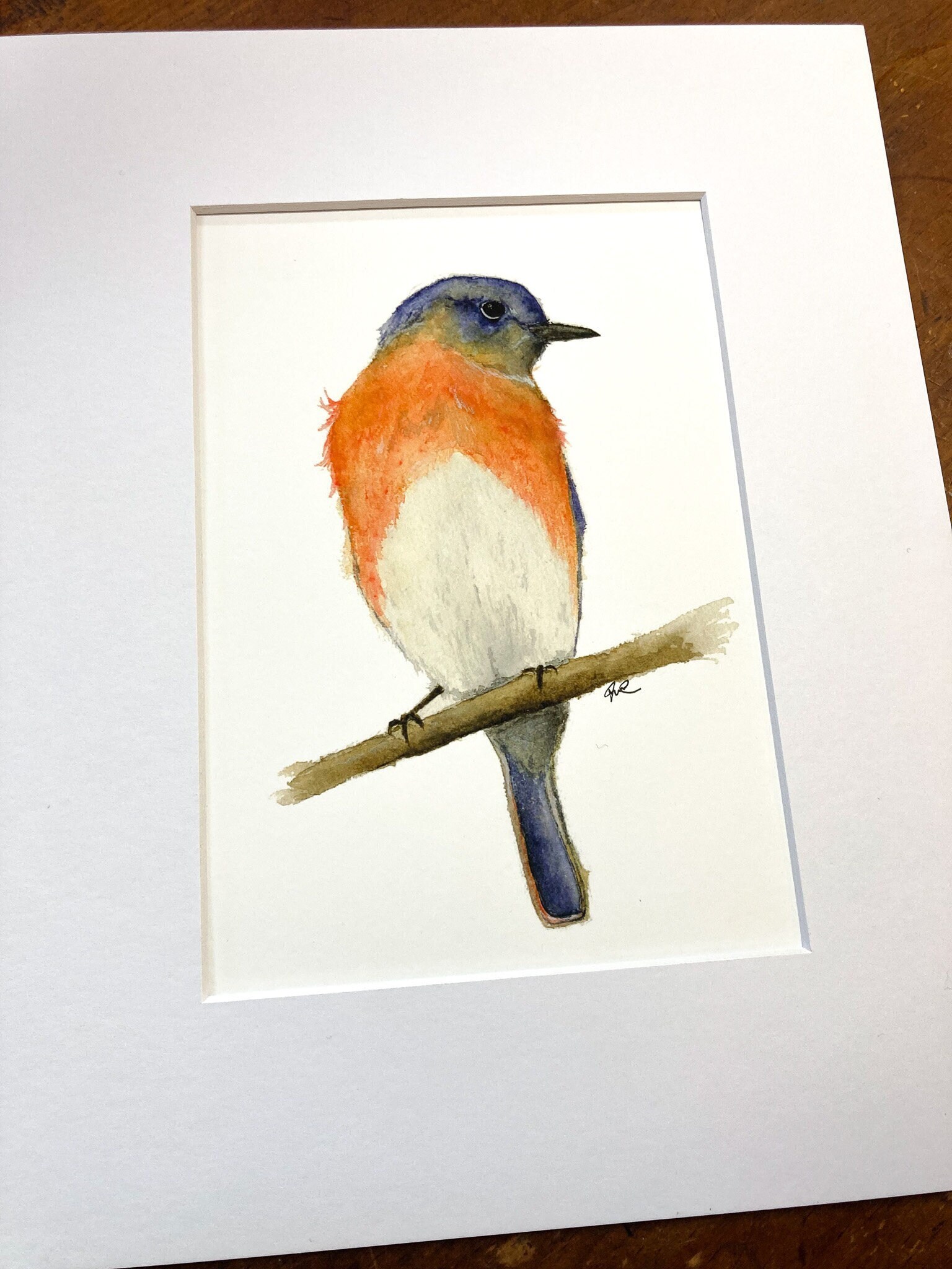 Eastern Bluebird Watercolor Art Print, 5x7 Matted Print, Garden Wall ...