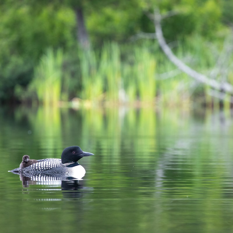 Loon Photo - Etsy
