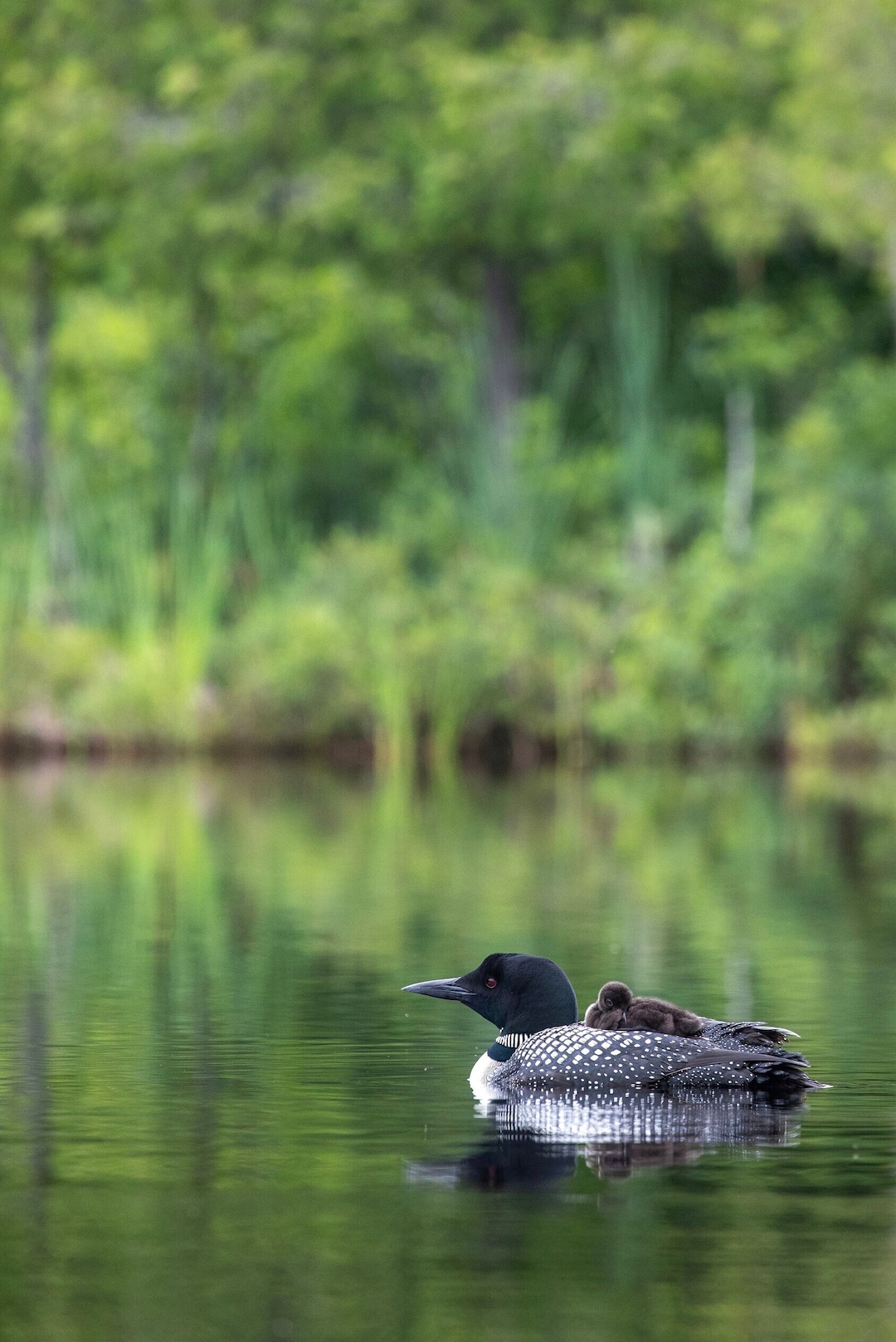 Common Loon and Chick in Maine Print, Photography Print, Wildlife ...