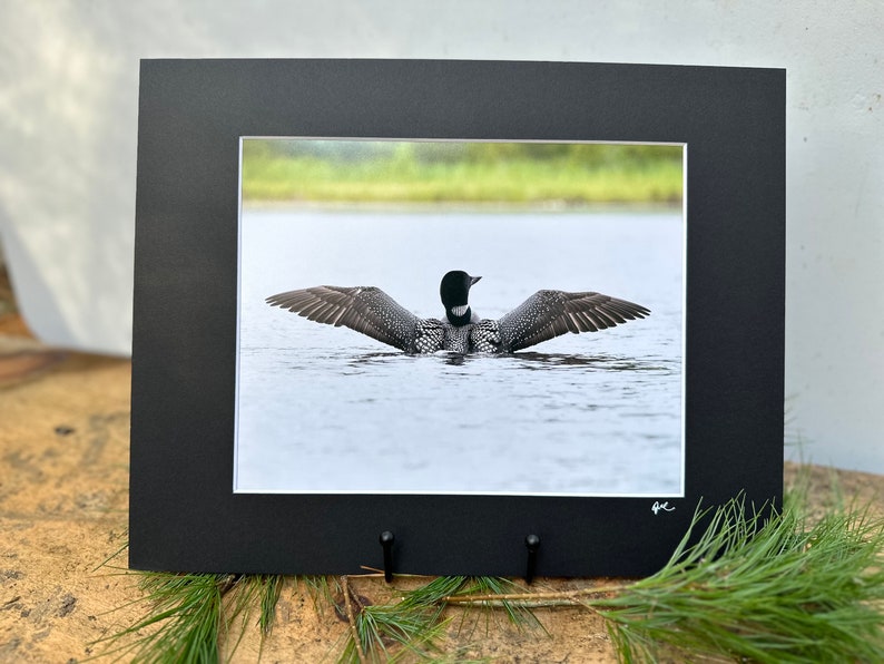 Common Loon Wings, Photography Print, Wildlife Photography, Nature Wall ...