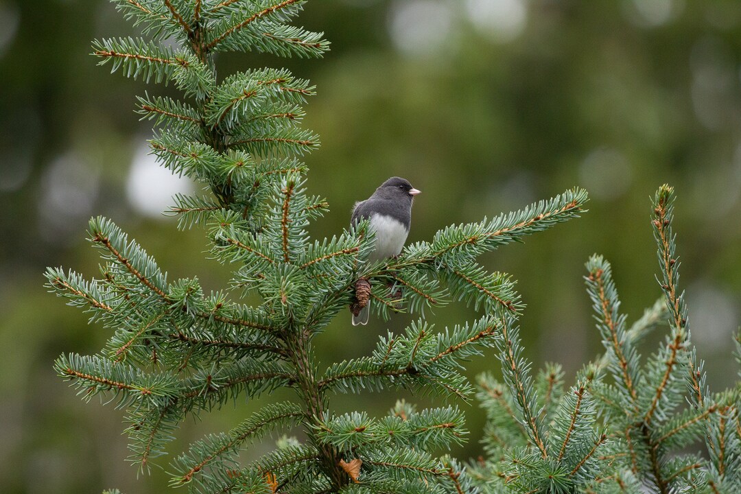 Dark-eyed Junco in Spruce Photo Print, Winter Bird Photography Print ...