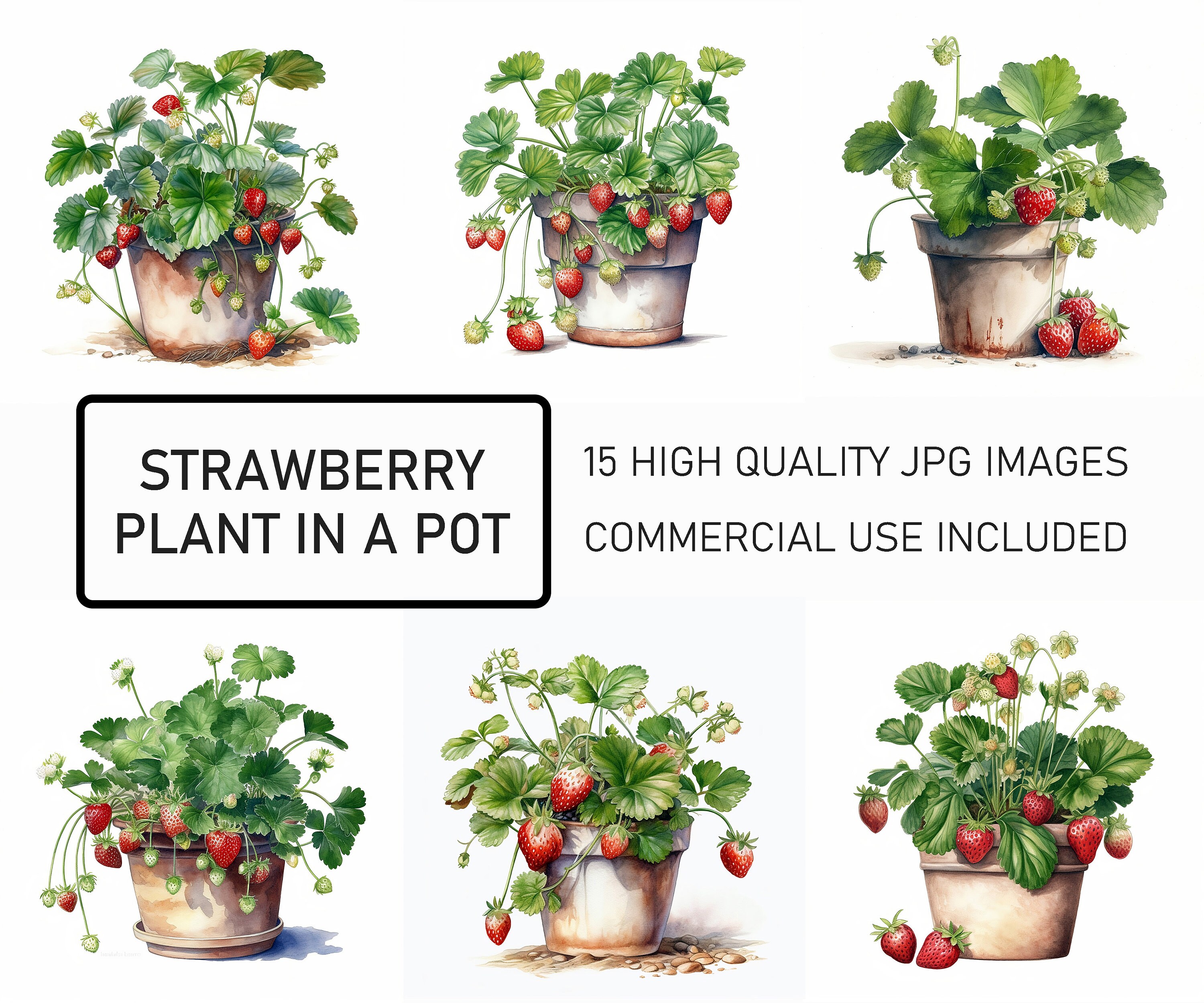 Strawberry Plant in A Pot Clipart Bundle, 15 High Quality Jpgs, Plant ...