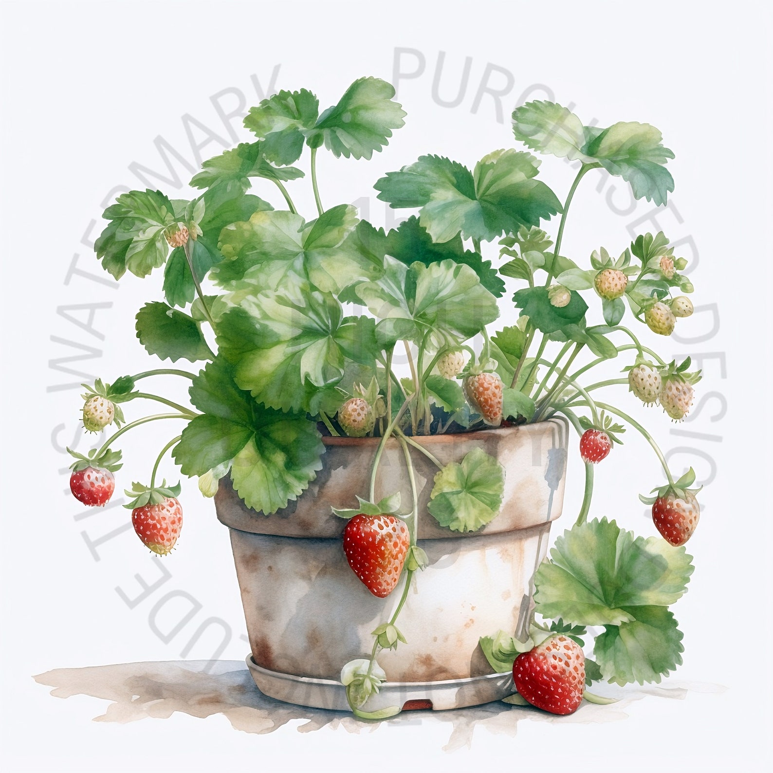 Strawberry Plant in A Pot Clipart Bundle, 15 High Quality Jpgs, Plant ...