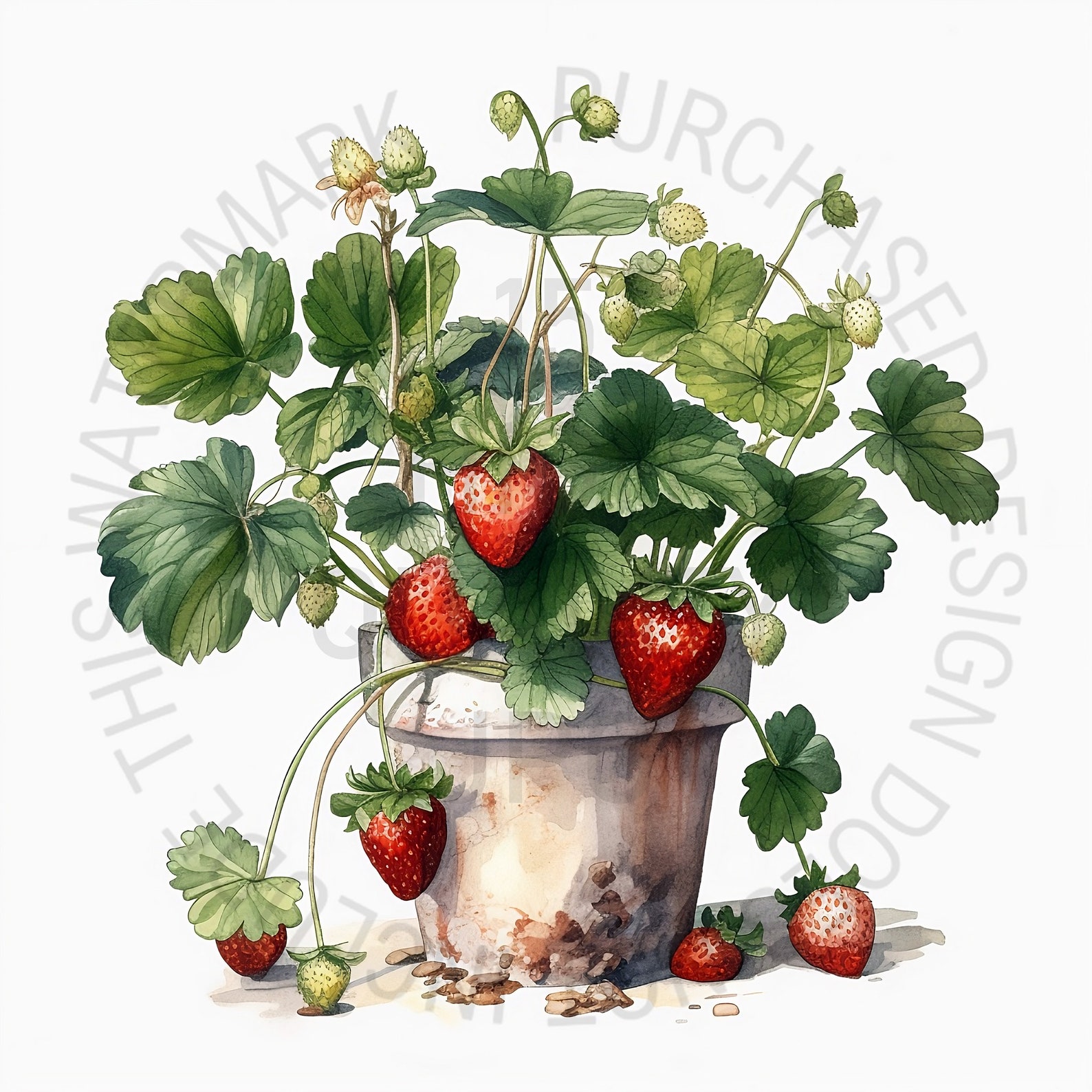 Strawberry Plant in A Pot Clipart Bundle, 15 High Quality Jpgs, Plant ...