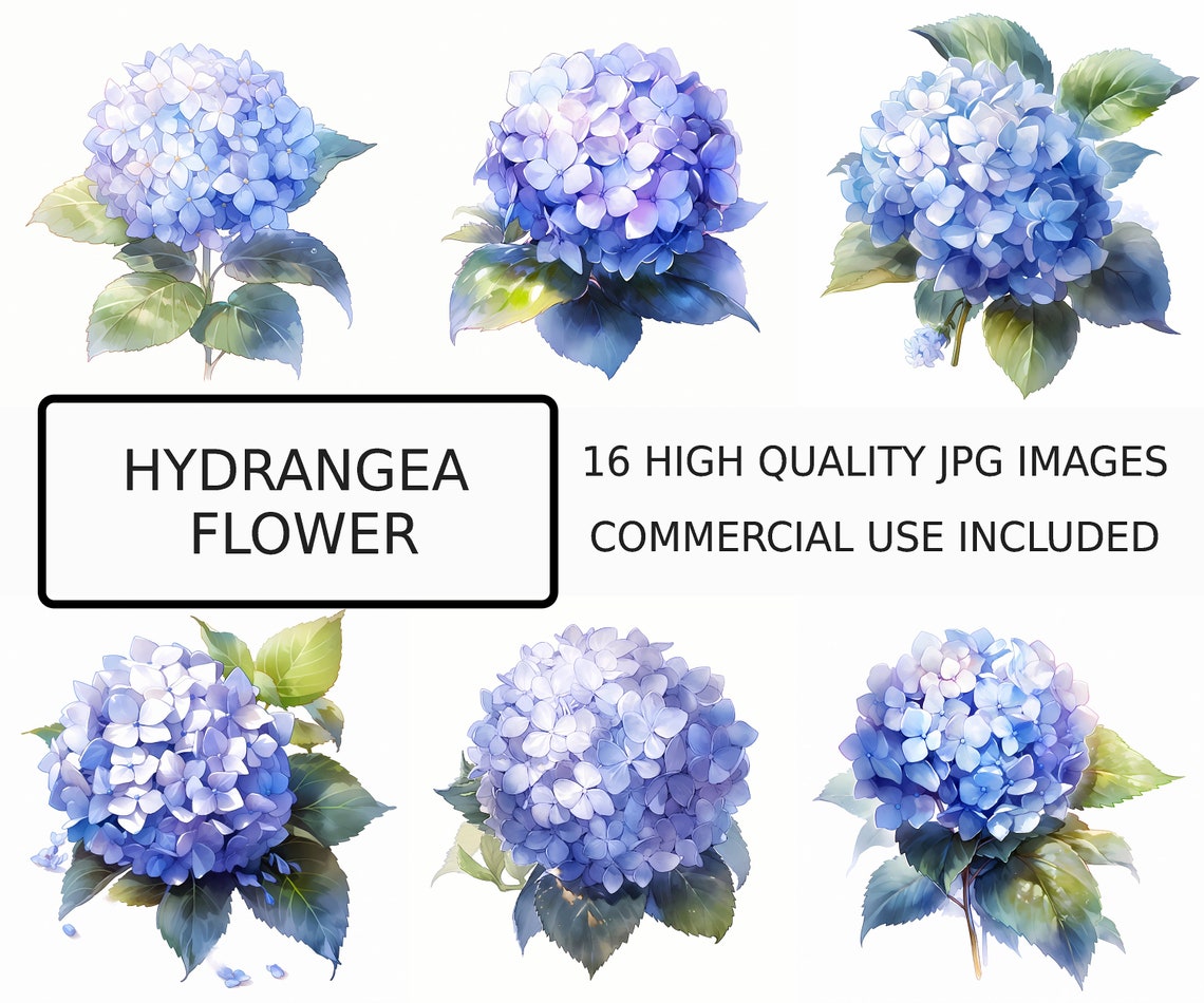Hydrangeas Clipart Bundle - 16 High Quality Jpgs - Digital Downloads - Card Making, Mixed Media ...
