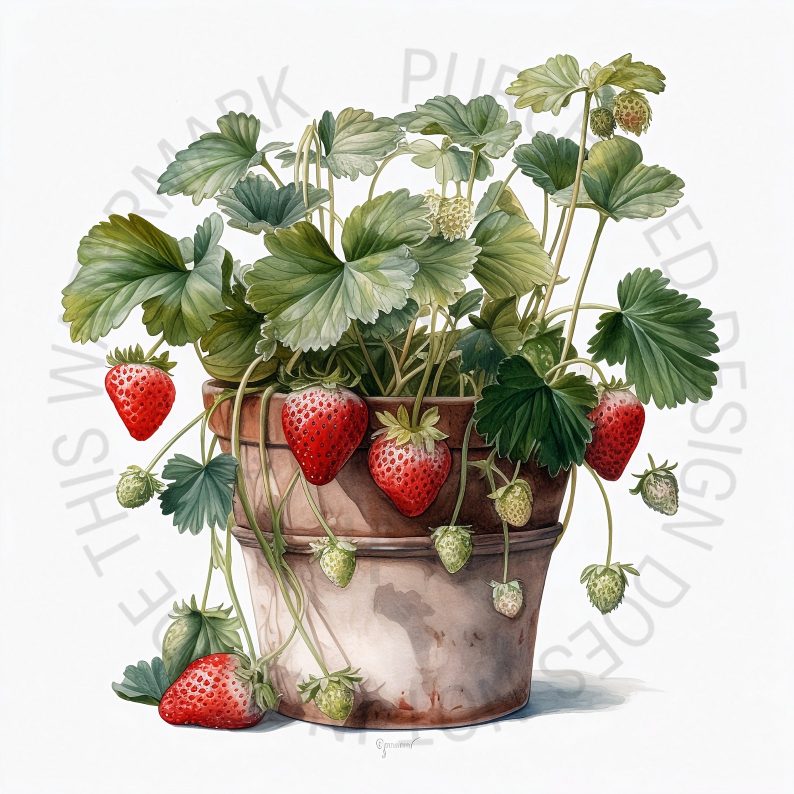 Strawberry Plant in A Pot Clipart Bundle, 15 High Quality Jpgs, Plant ...