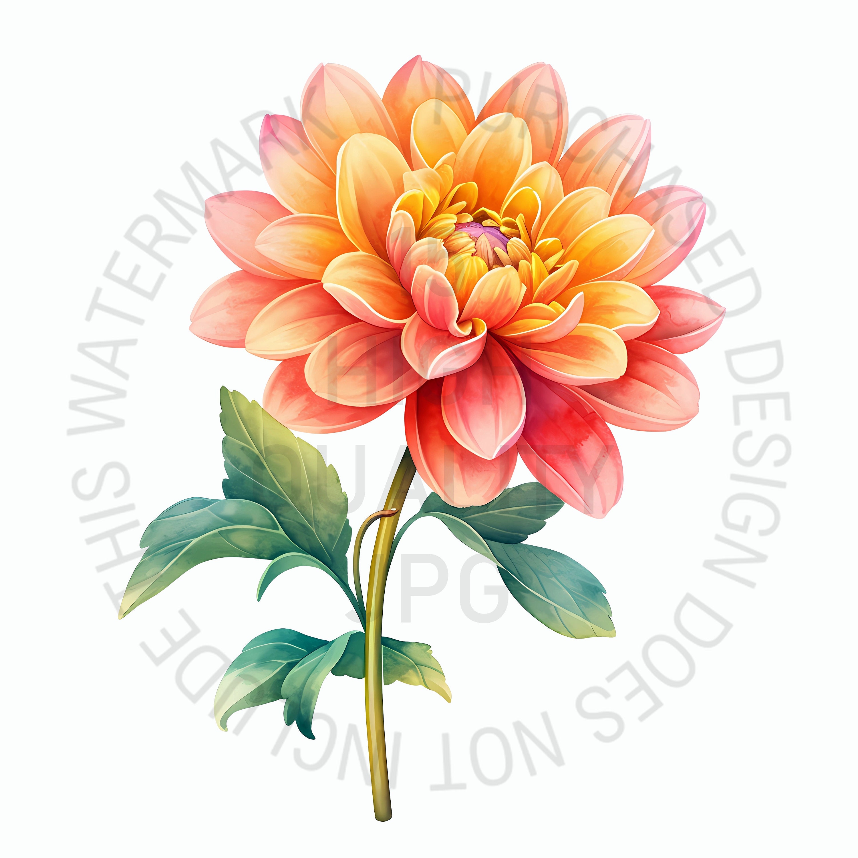 Dahlia Flower Clipart Bundle 15 High Quality Jpgs Digital Downloads ...