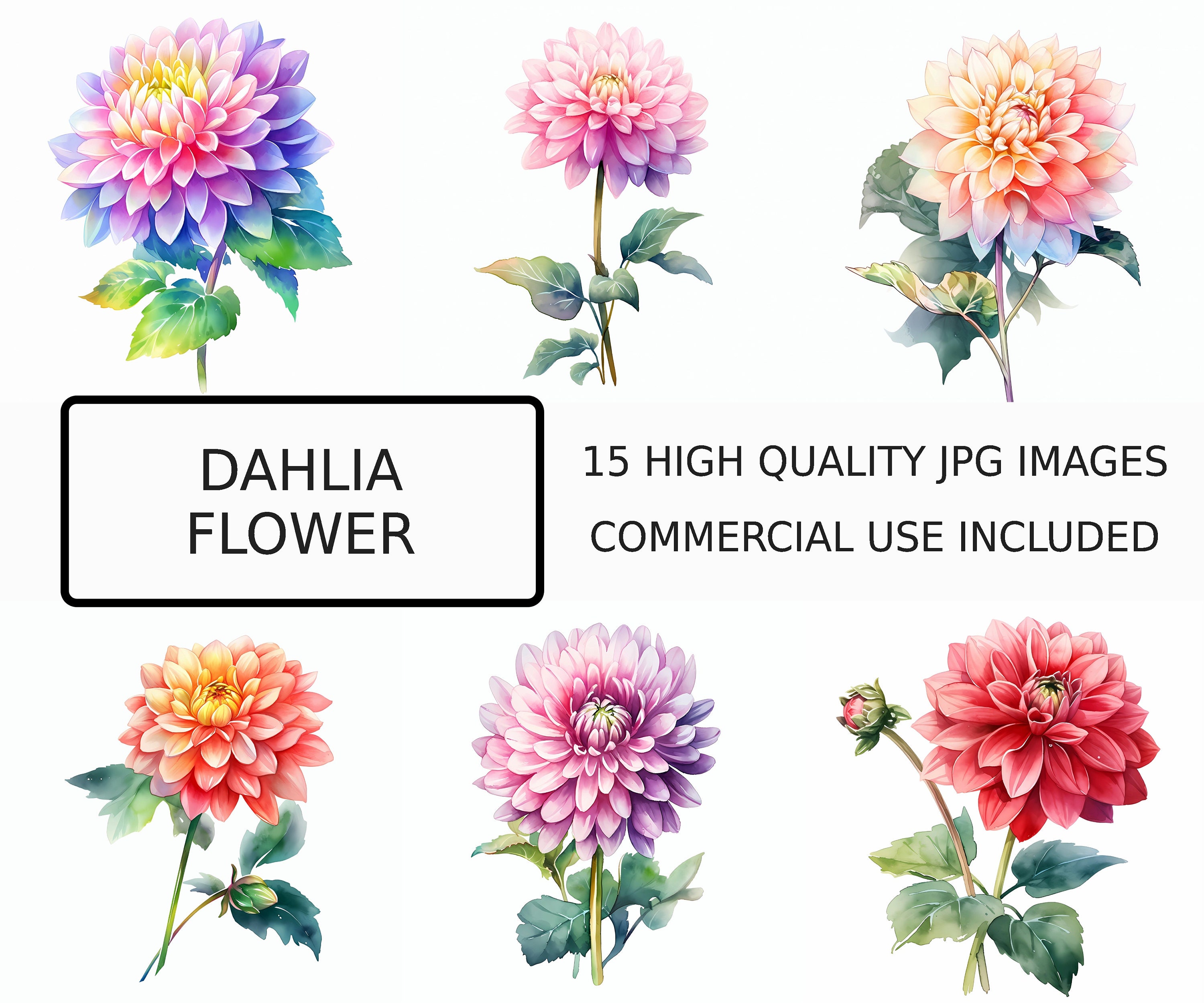 Dahlia Flower Clipart Bundle - 15 High Quality Jpgs - Digital Downloads ...