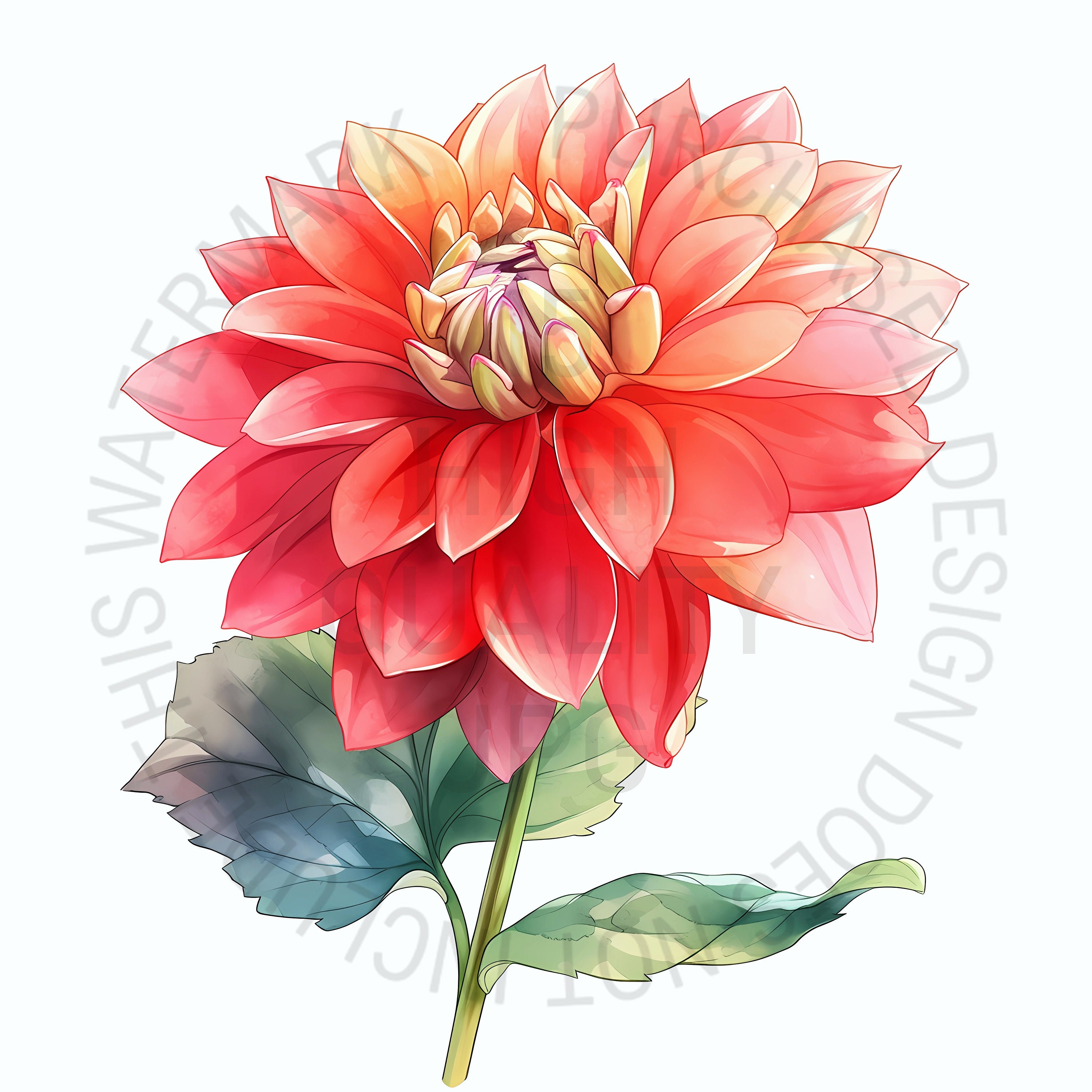 Dahlia Flower Clipart Bundle - 15 High Quality Jpgs - Digital Downloads ...