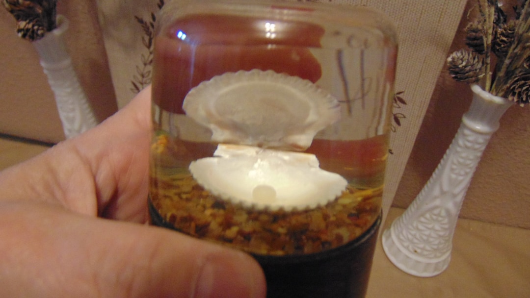 Vintage Pearl in a Shell Paperweight - Etsy