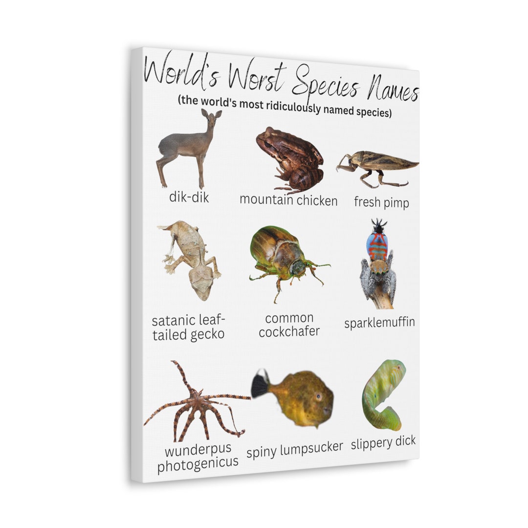 World's Worst Animal Names 9 Weird Species Misnomers - Etsy
