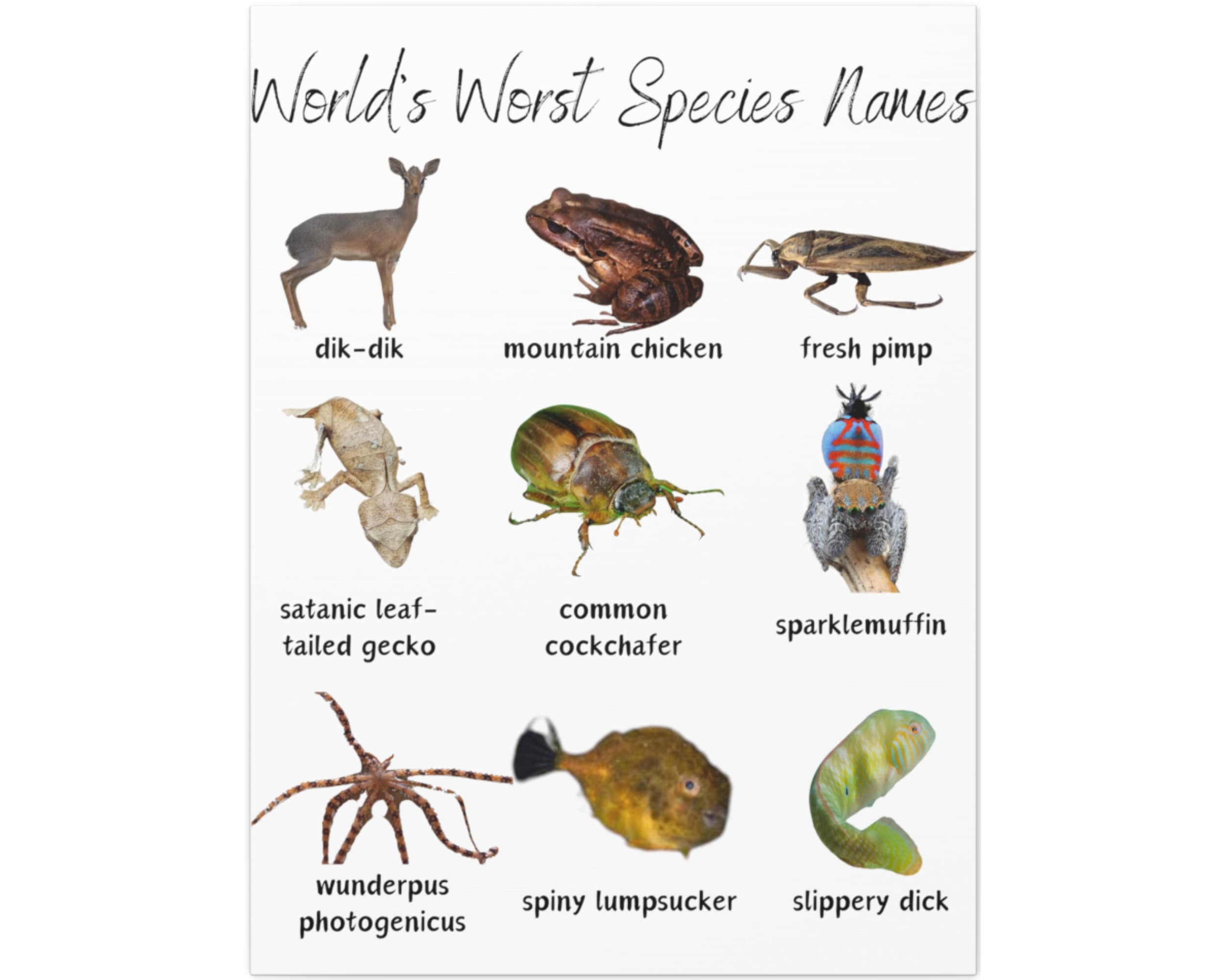World's Worst Animal Names, 9 Weird Species Misnomers, Funny Wall Art ...