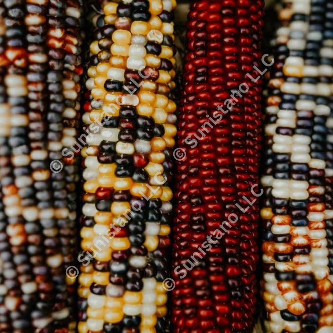 Bear Island Flint Corn zea Mays 100 Seeds - Etsy