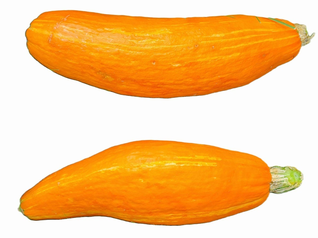 Gete Okosimin Winter Squash (cucurbita Maxima) - Etsy