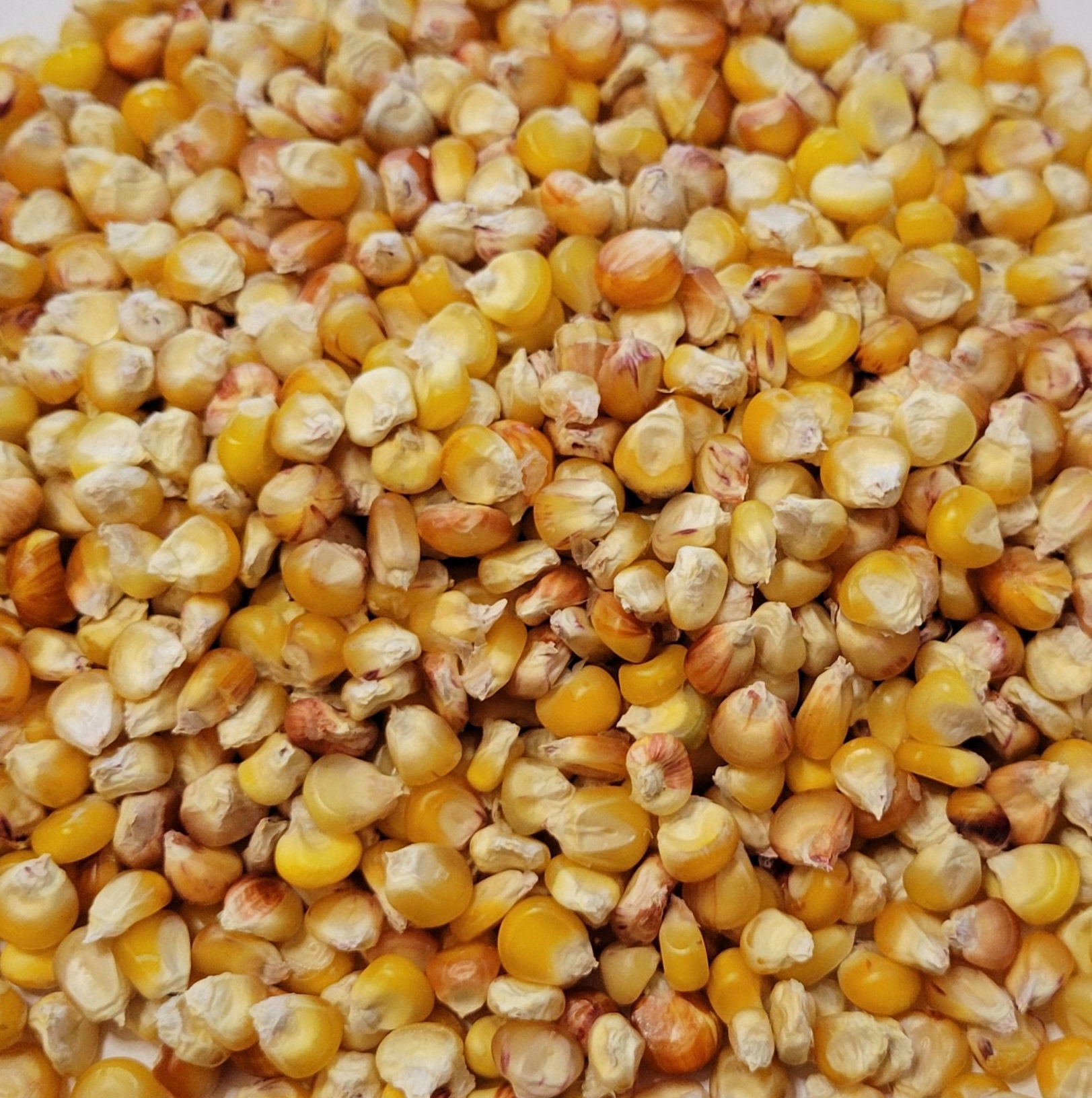 Bear Island Flint Corn zea Mays 100 Seeds - Etsy
