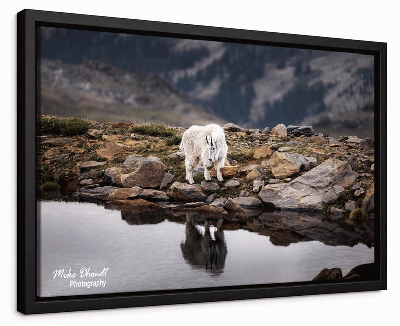 Mountain Goat Reflection Print at Mount Evans Colorado Alpine Wildlife ...