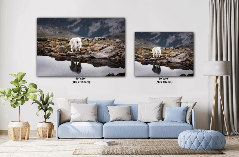 Mountain Goat Reflection Print at Mount Evans Colorado Alpine Wildlife ...