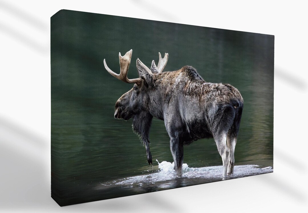 Moose Pose Aspen, Colorado - Etsy