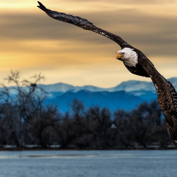 Bald Eagle Pictures - Etsy
