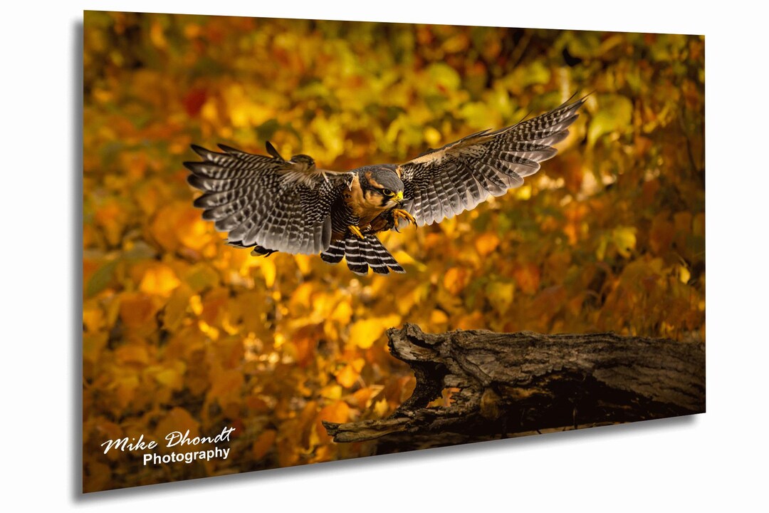 Aplomado Falcon Landing, Vibrant Autumn Wildlife Photography With Fiery ...