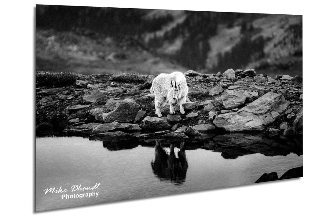 Mountain Goat Reflection Black and White Print Mount Evans Colorado ...