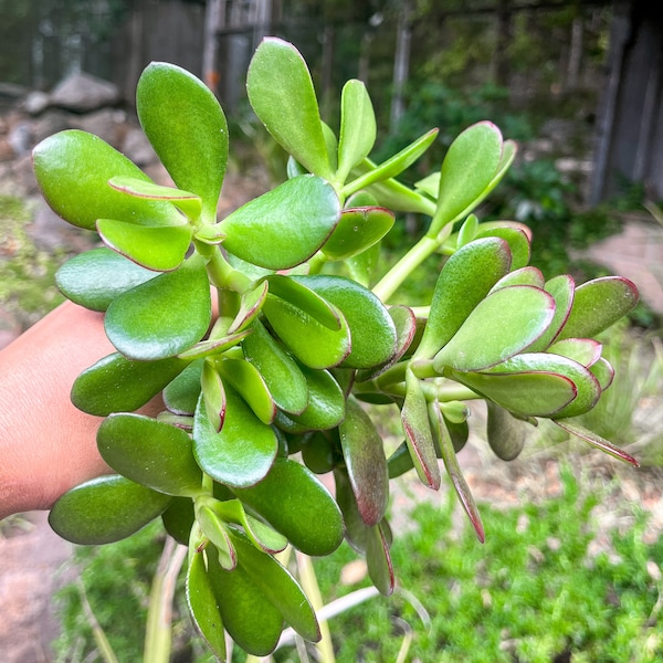 Jade Succulents - Etsy