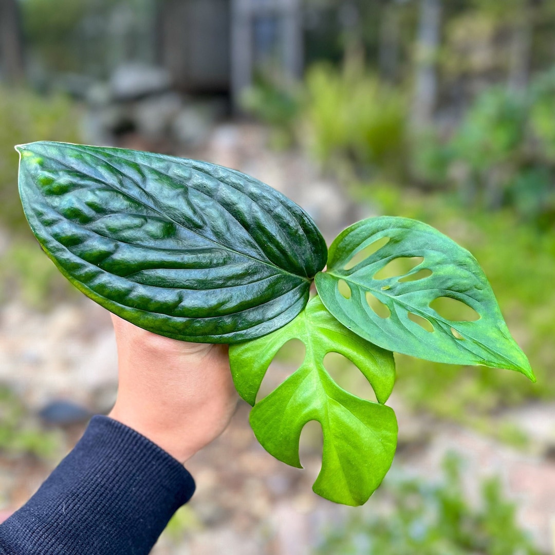 Monstera Variety Pack 3 Monstera Clippings Bundle of - Etsy