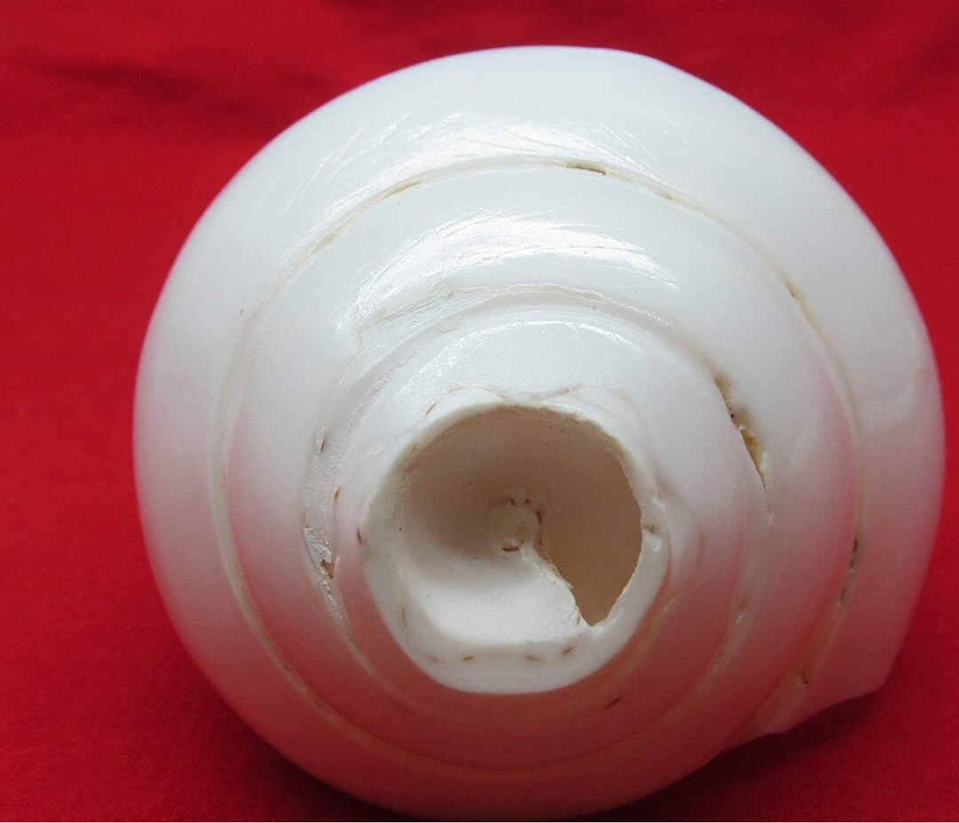 Pure Natural White Calcium Carbonate Puja Blowing Shankh Conch - Etsy ...